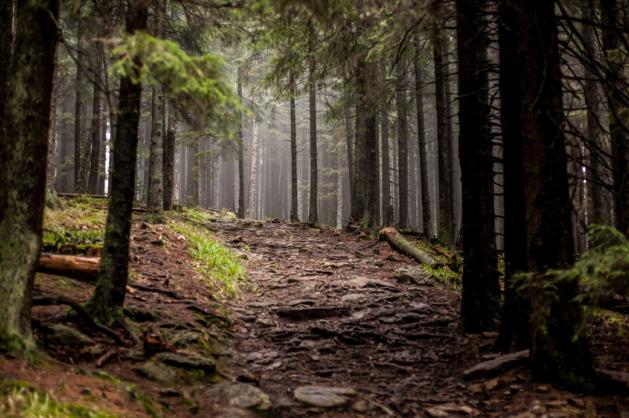 Boubínský prales | Cestovinky.cz